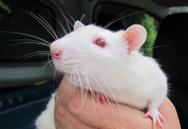 Ratten | Labortiere Berlin